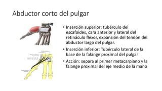 Músculos de la mano | PDF