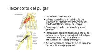 Músculos de la mano | PDF