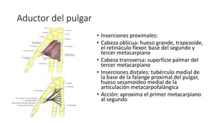 Músculos de la mano | PDF
