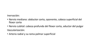 Músculos de la mano | PDF