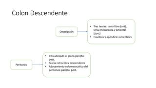 Colon | PDF