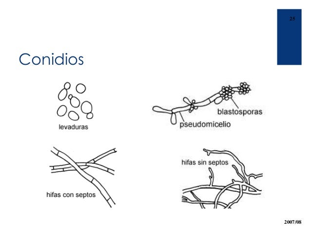 Curso de Microbiología - 23 - Micología