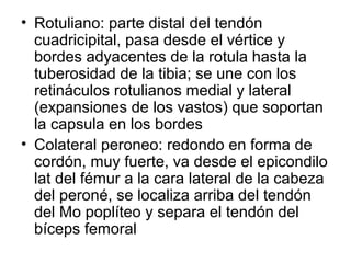 ANATOMIA RODILLA | PPT