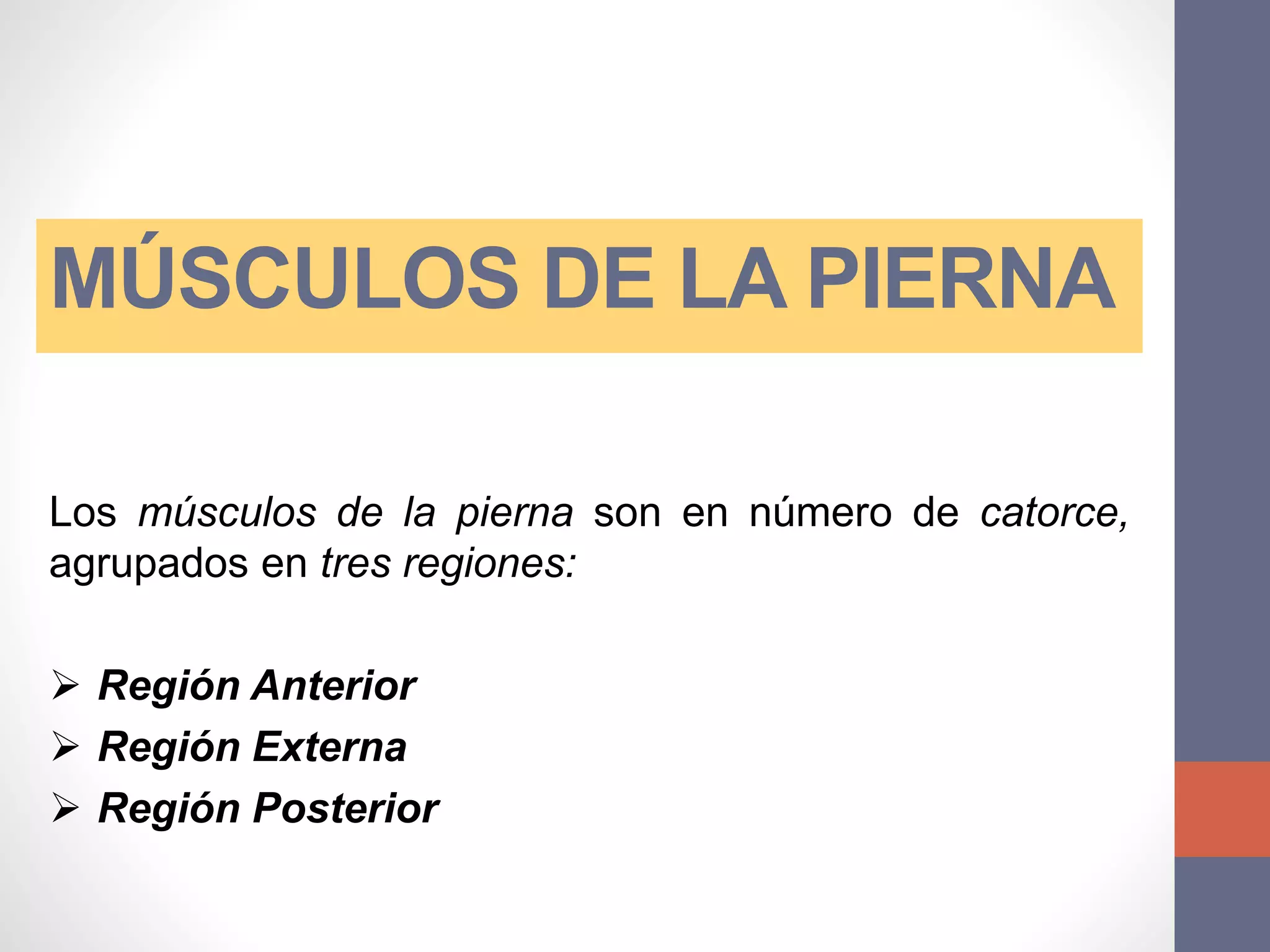 Clase 25 miologia de mmii (Parte 2) 2023.pptx