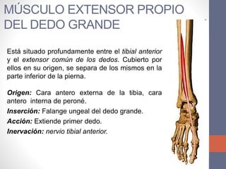 Clase 25 miologia de mmii (Parte 2) 2023.pptx