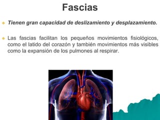 Clase 26 Generalidades de Fascias 2023.ppt