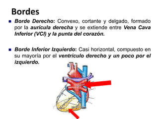 Clase 28 Corazon Generalidadess 2024.pdf