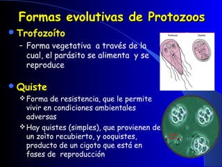amebiasis intestinal | PPT