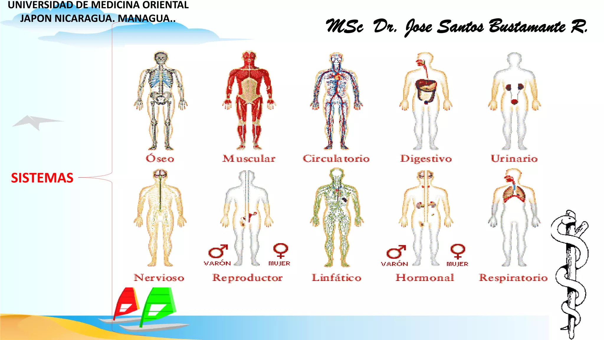 anatomia humana | PPT