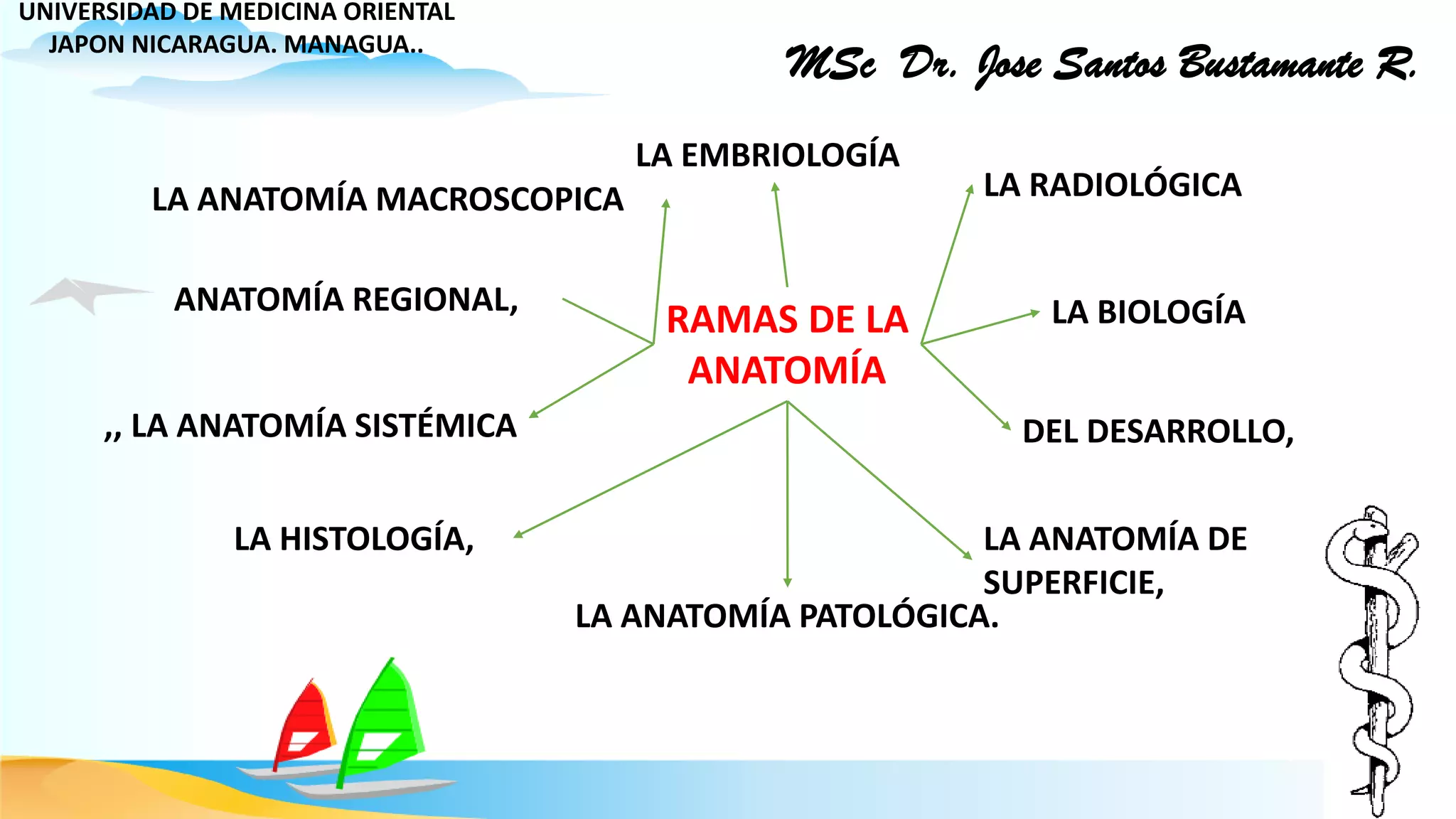 anatomia humana | PPT
