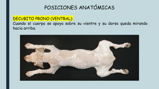 Clase 2 Anatomia topografica. medicina veterinaria | PDF