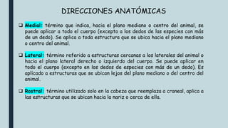 Clase 2 Anatomia topografica.pptx veterinaria | PPTX