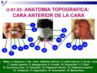 Clase 2 anatomia topografica (2) | PPT
