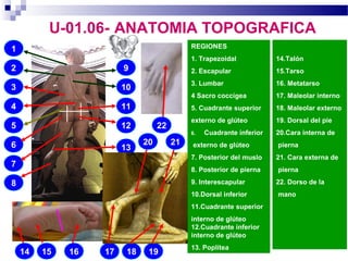 Clase 2 anatomia topografica (2) | PPT
