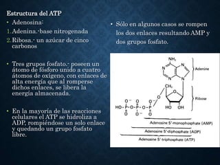 CLASE 2 BIOLOGIA CELULAR Y MOLECULAR.ppt
