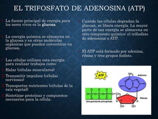 CLASE 2 BIOLOGIA CELULAR Y MOLECULAR.ppt