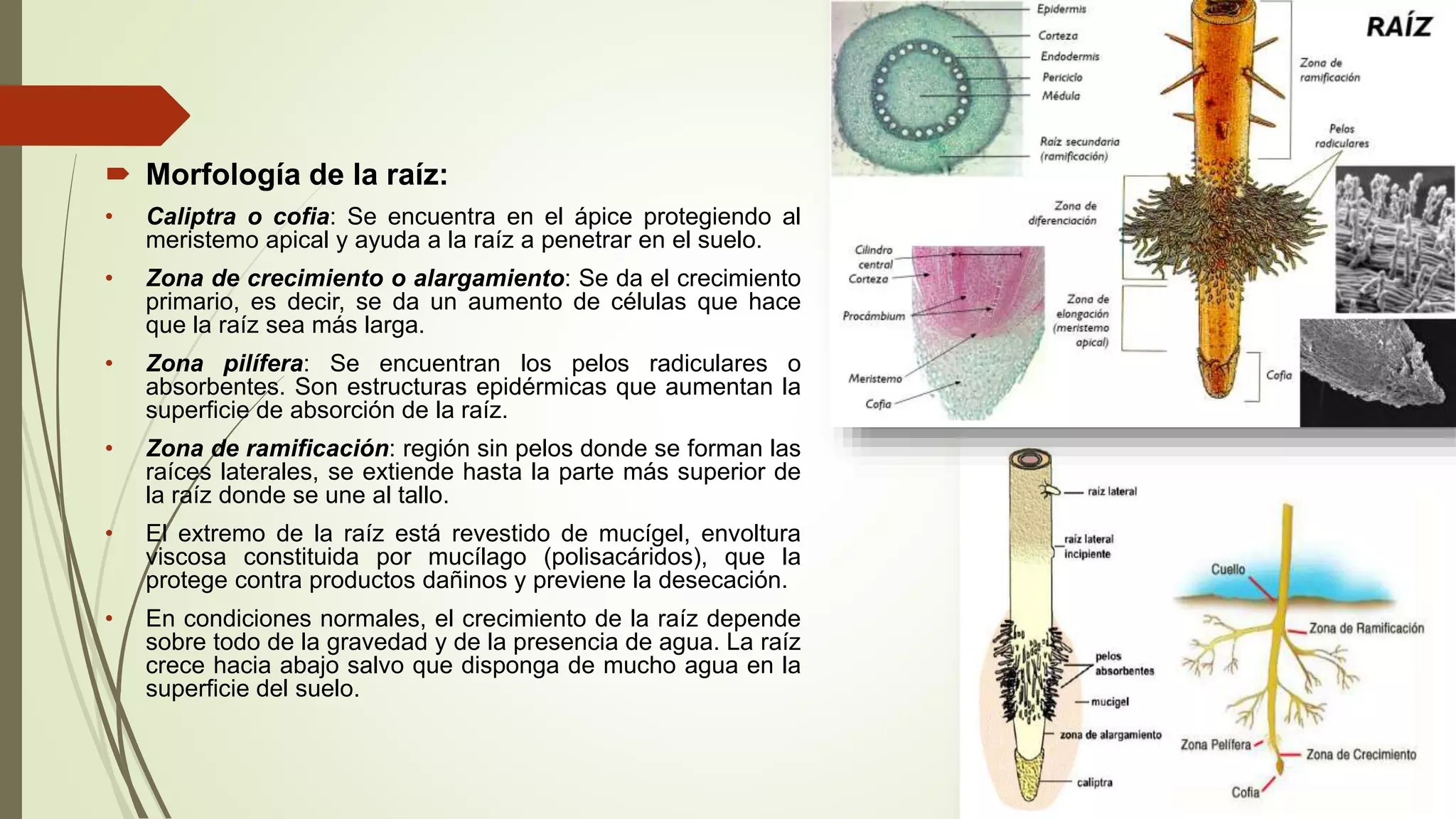 CLASE 2 BOTANICA.pptx | Biological Sciences | Science
