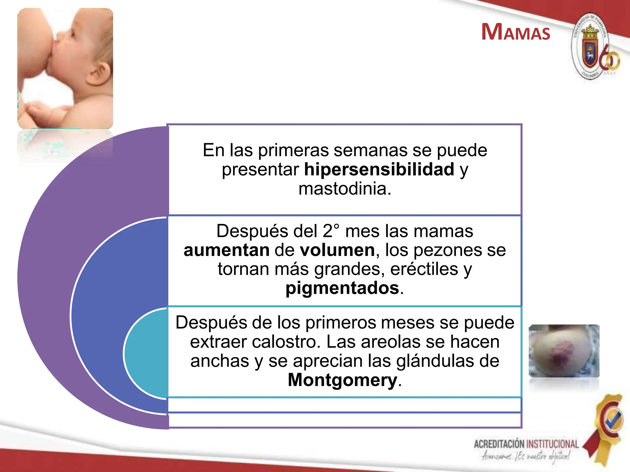 cambios fisiologicos embarazo , cambios anatomicos | PPTX | Pregnancy ...