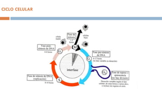 clase_2_ciclo_celular___________________ | PPT
