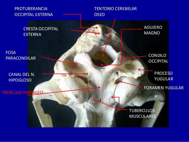 Anatomía veterinaria =)