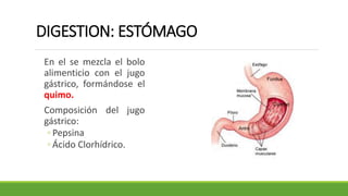 digestión y absorción | PPTX