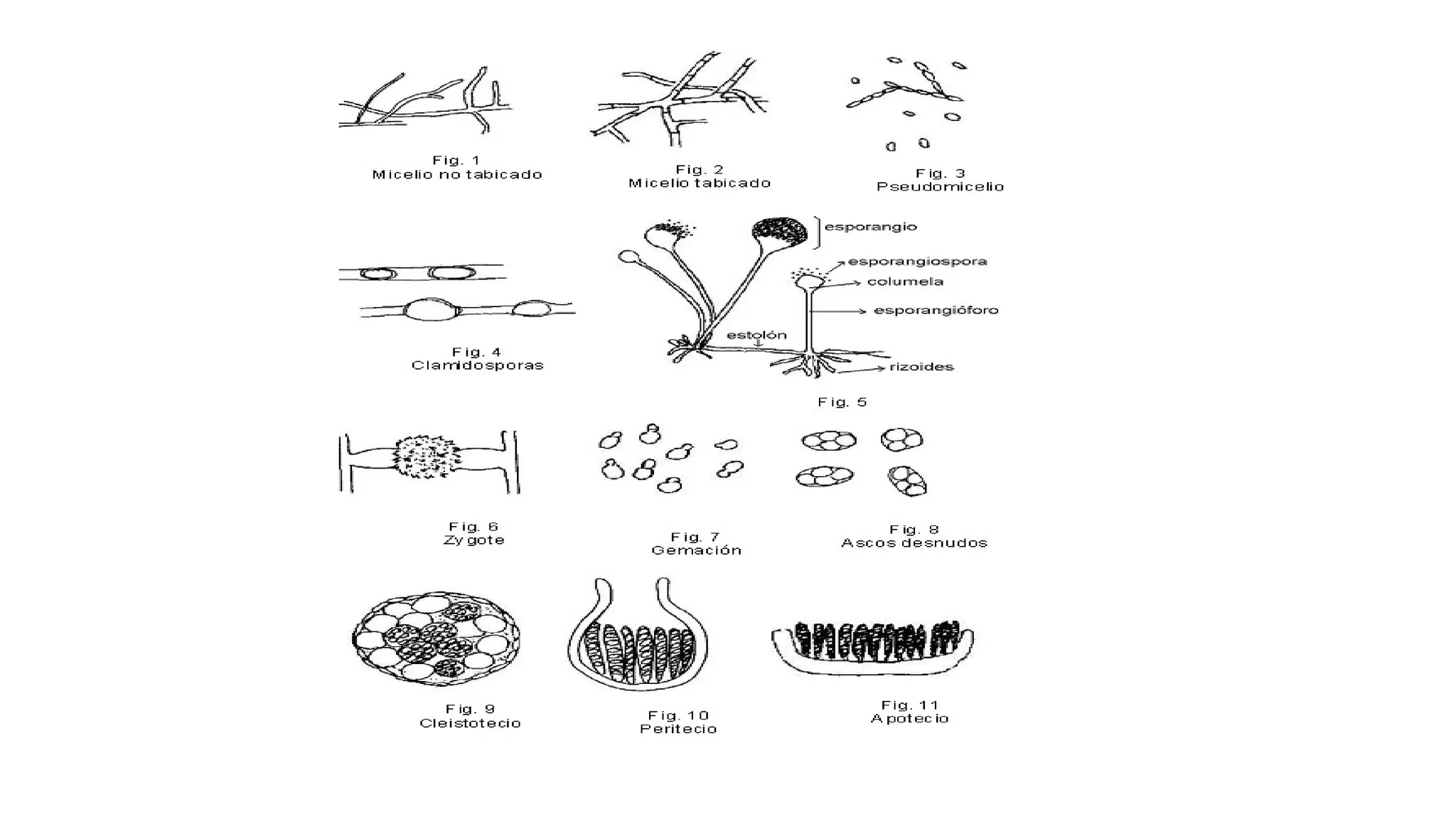 Clase 2 Folio 4 Hongos.ingenieria en alimentos | PPT
