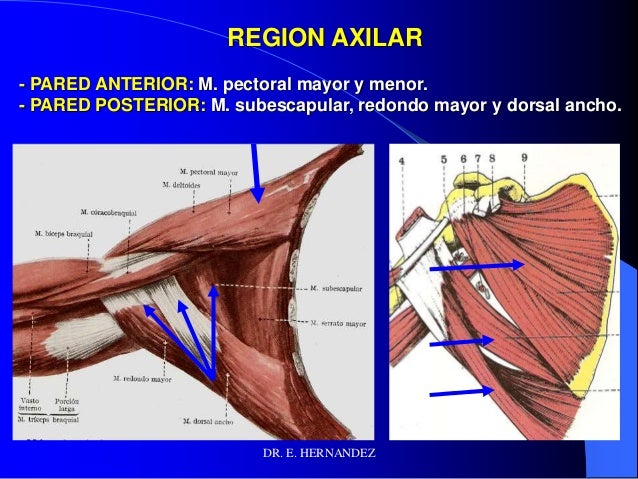 Clase 2 hombro brazo-axila 2016 blog anatomia sanluisana