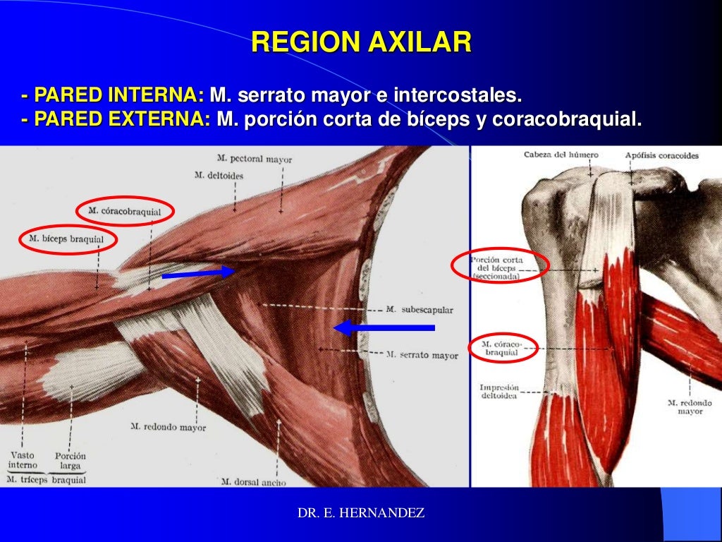 Clase 2 hombro brazo-axila 2016 blog anatomia sanluisana