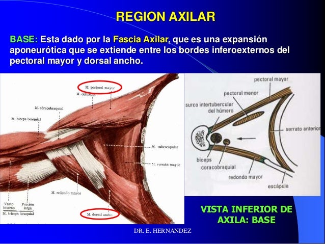 Clase 2 hombro brazo-axila 2016 blog anatomia sanluisana