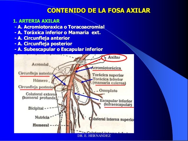Clase 2 hombro brazo-axila 2016 blog anatomia sanluisana