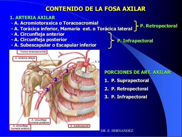 Clase 2 hombro brazo-axila 2016 blog anatomia sanluisana