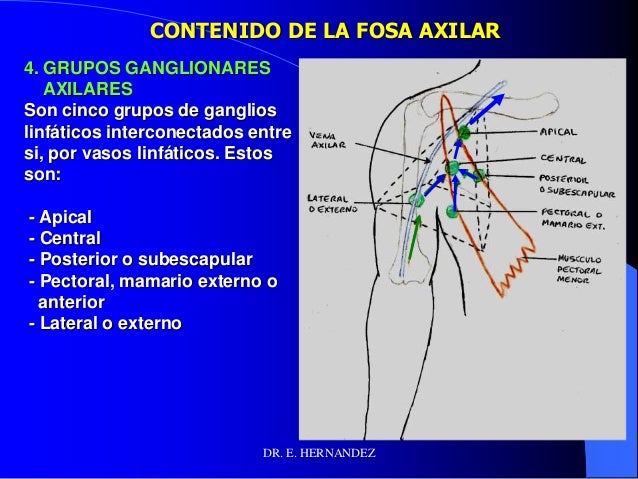 Clase 2 hombro brazo-axila 2016 blog anatomia sanluisana
