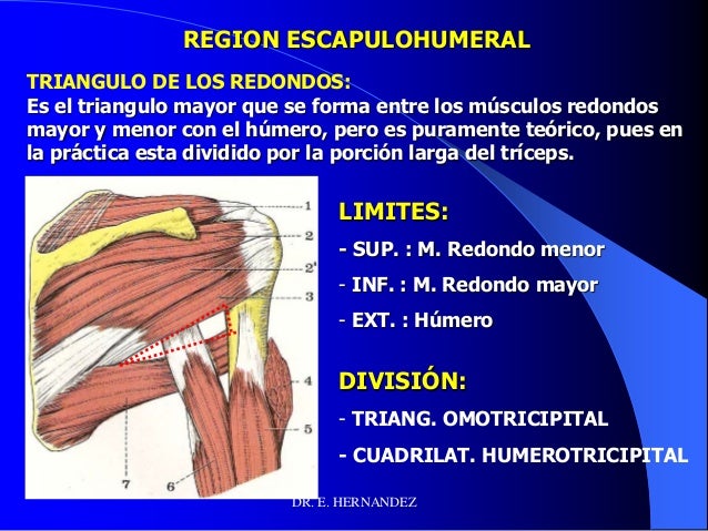 Clase 2 hombro brazo-axila 2016 blog anatomia sanluisana