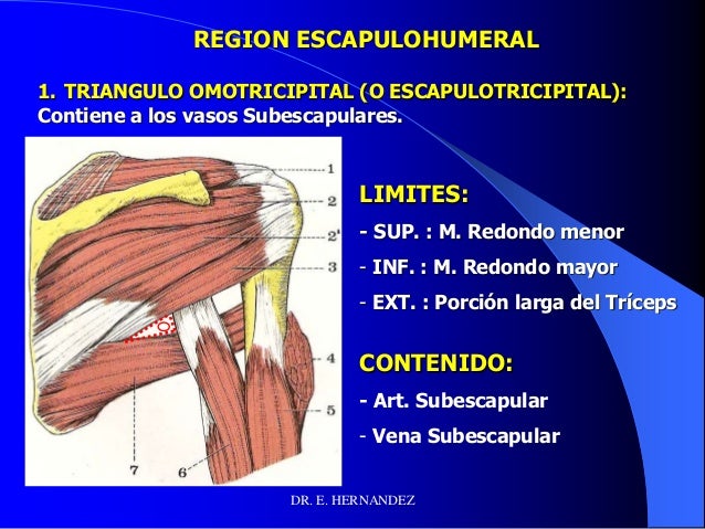 REGIÓN DEL HOMBRO IV: Regiones topográficas de la cintura pectoral