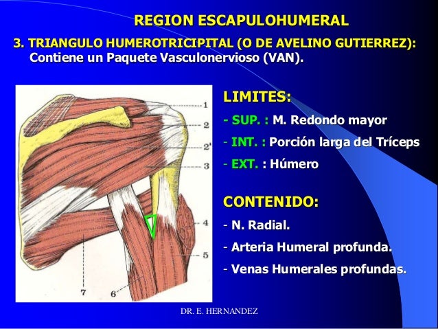 Clase 2 hombro brazo-axila 2016 blog anatomia sanluisana