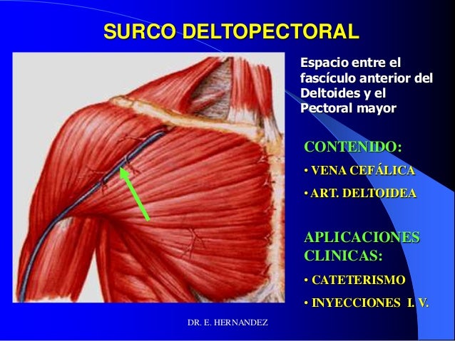 Clase 2 hombro brazo-axila 2016 blog anatomia sanluisana
