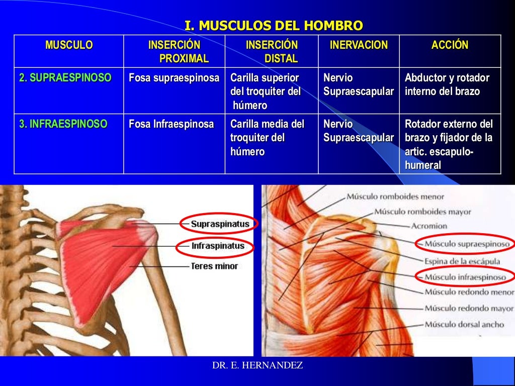 Clase 2 hombro brazo-axila 2016 blog anatomia sanluisana