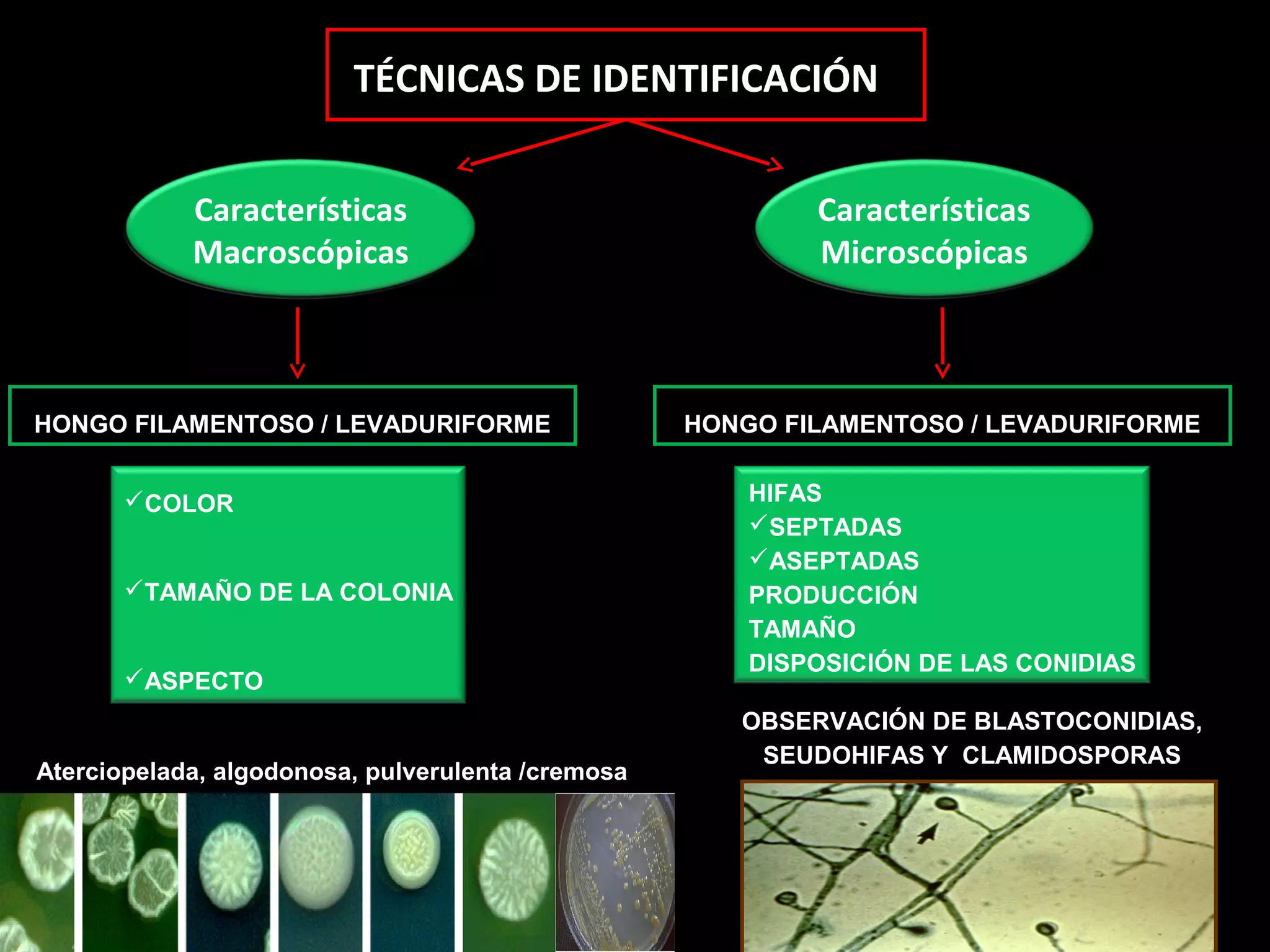 Clase2 Cultivos fungicos y respuesta inmunitaria frente a hongos ...