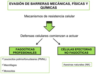 Clase2 Cultivos fungicos y respuesta inmunitaria frente a hongos ...