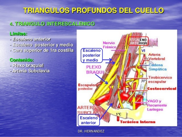 Clase2miologiacuello resumenpdf-131109212621-phpapp02