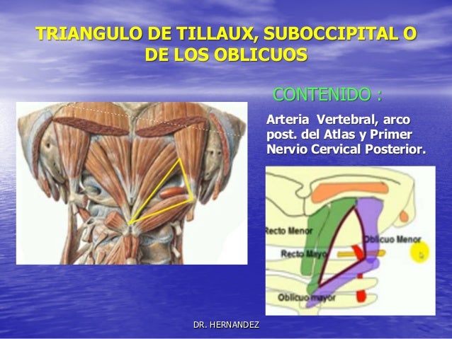 Clase2miologiacuello resumenpdf-131109212621-phpapp02