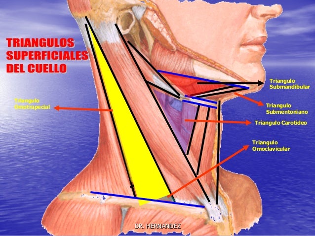 Clase2miologiacuello resumenpdf-131109212621-phpapp02
