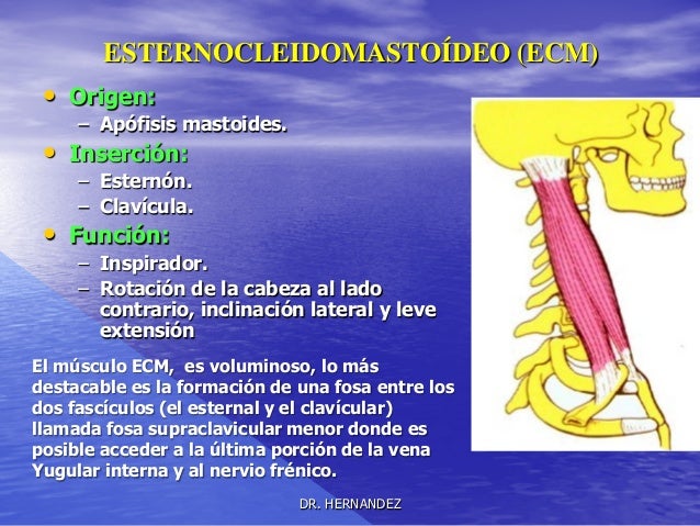 Clase2miologiacuello resumenpdf-131109212621-phpapp02