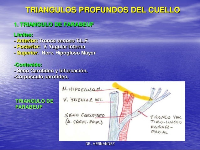 Clase2miologiacuello resumenpdf-131109212621-phpapp02