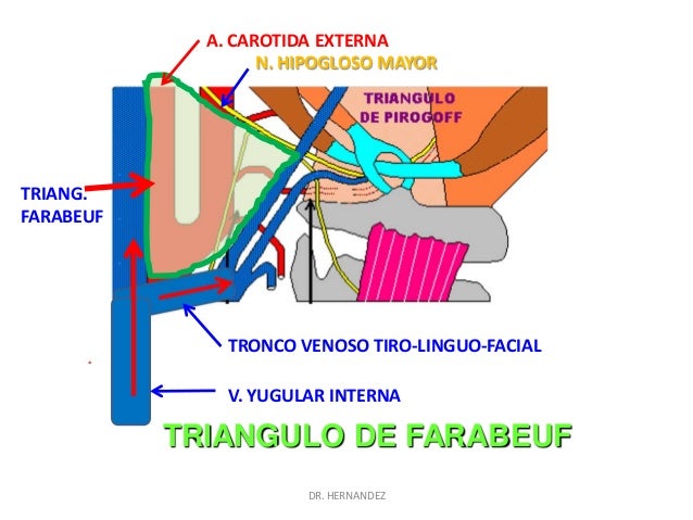 Clase2miologiacuello resumenpdf-131109212621-phpapp02