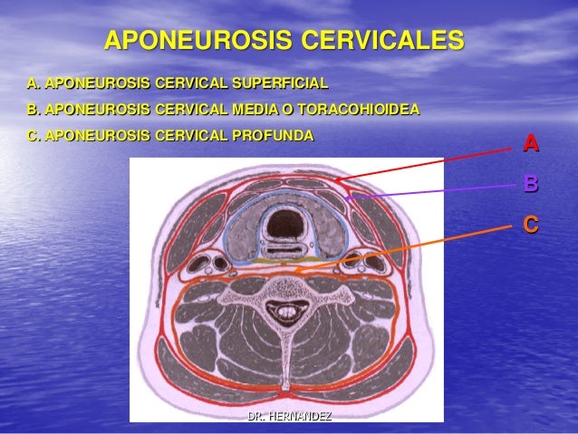 Clase2miologiacuello resumenpdf-131109212621-phpapp02