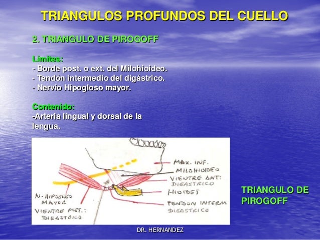 Clase2miologiacuello resumenpdf-131109212621-phpapp02