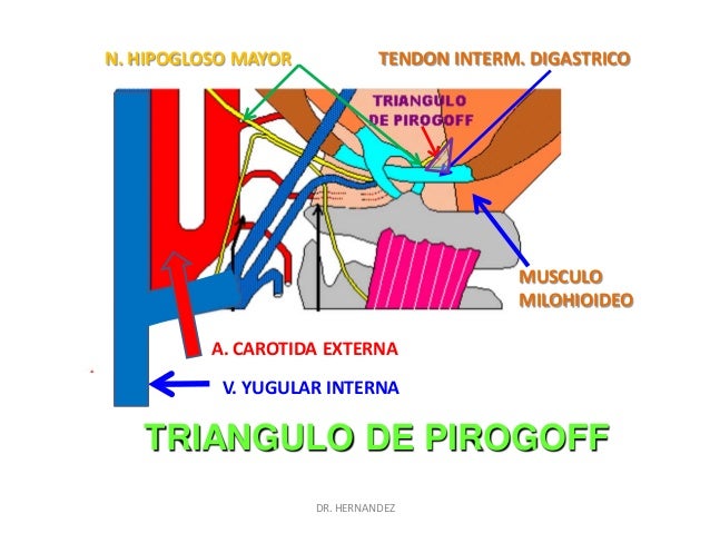 Clase2miologiacuello resumenpdf-131109212621-phpapp02