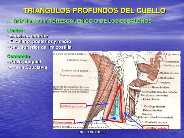 Clase 2 miologia cuello resumen pdf