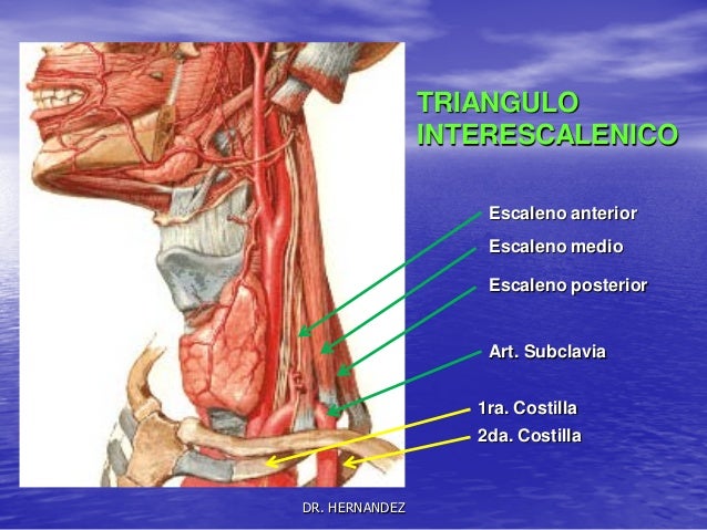 Clase 2 miologia cuello resumen pdf